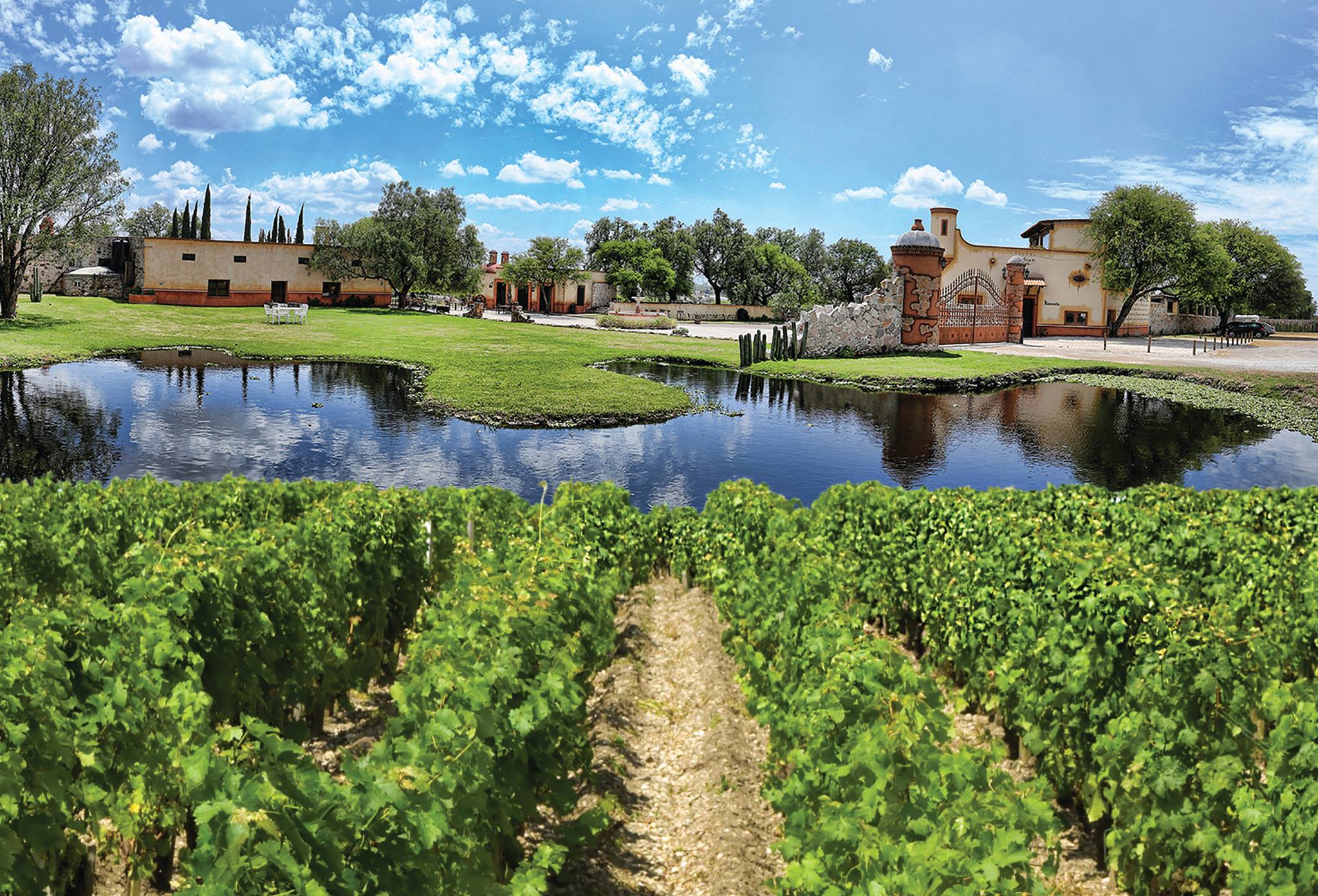 6 Viñedos En Querétaro Que Tienes Que Conocer Sí O Sí