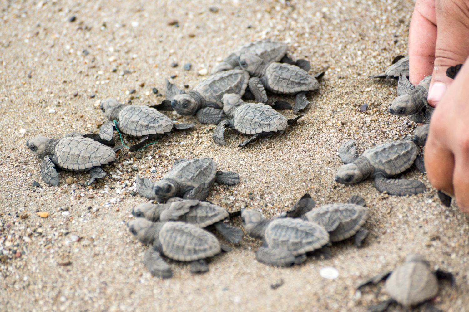 5 playas en México para liberar tortugas marinas en compañía de tus niños