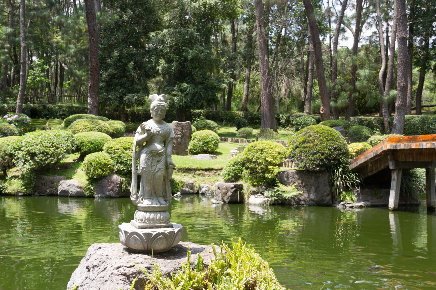 Parece un paisaje de Japón, pero es Bosque Los Colomos y está en México
